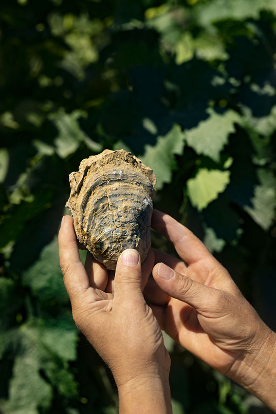 Frescobaldi - Prominent Tuscan winery and cuisine since 1300 | Frescobaldi